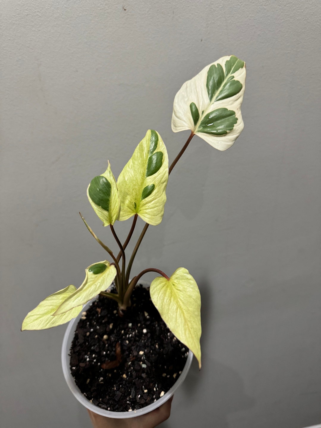 Variegated Homalomena Mutate Variegated Active Growing Plant. Fast ...