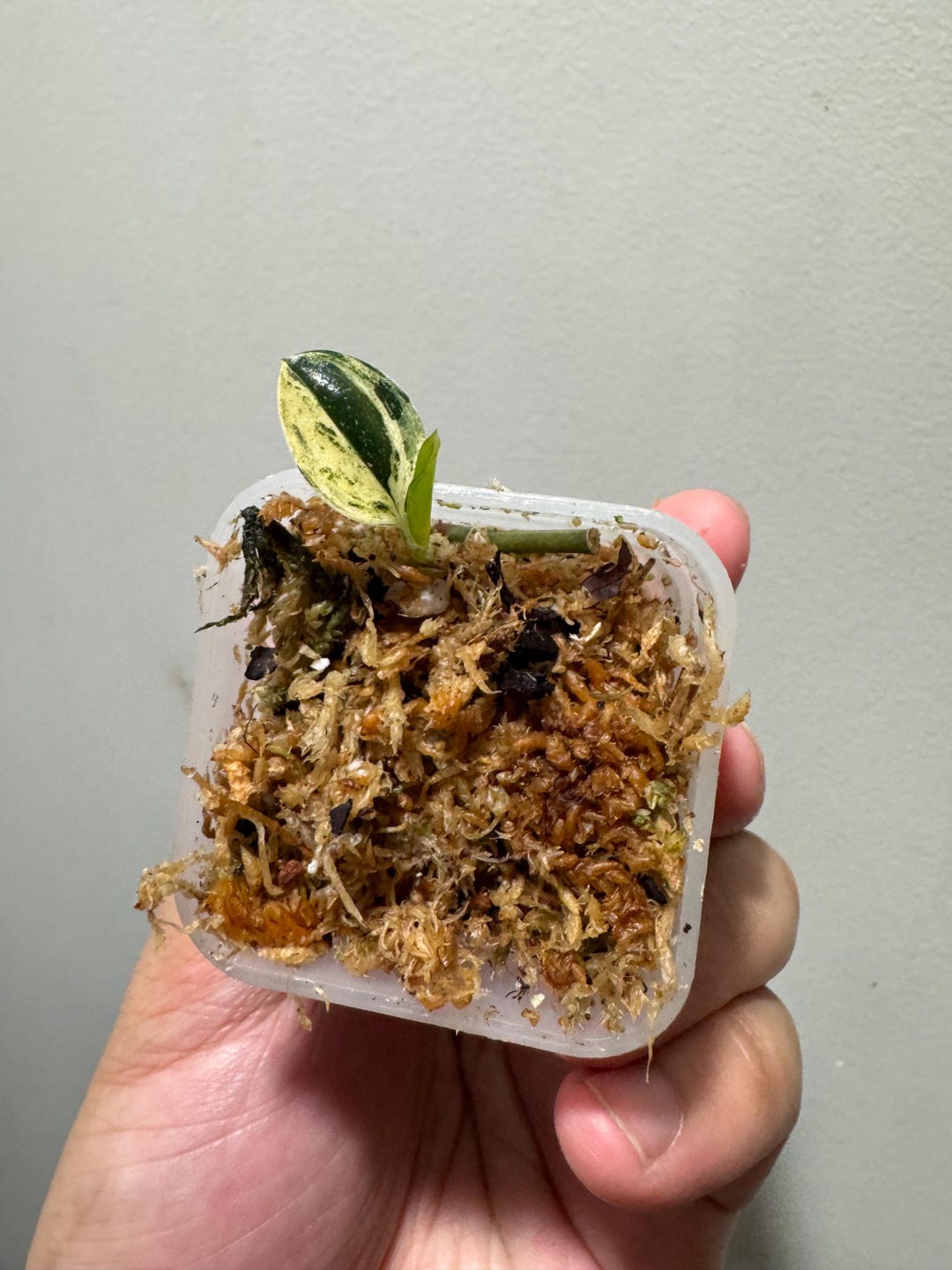 Scindapsus Dark Form Variegated Active Plant. US Seller! - Etsy