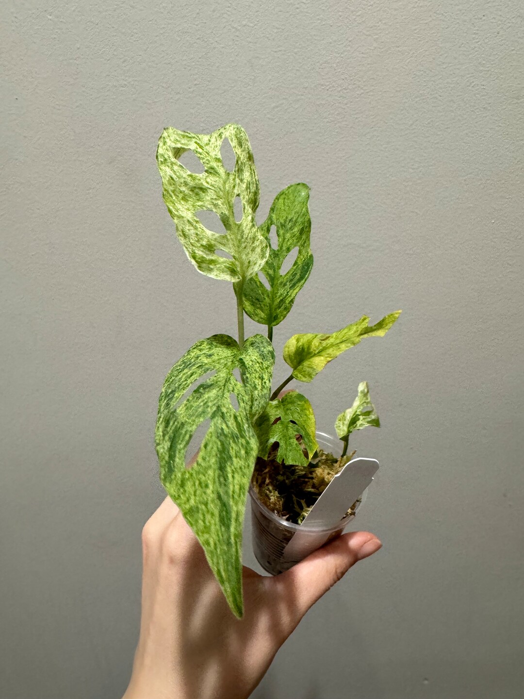 Rare Monstera Laniata Mottled High Variegation Rooted Active Growing ...
