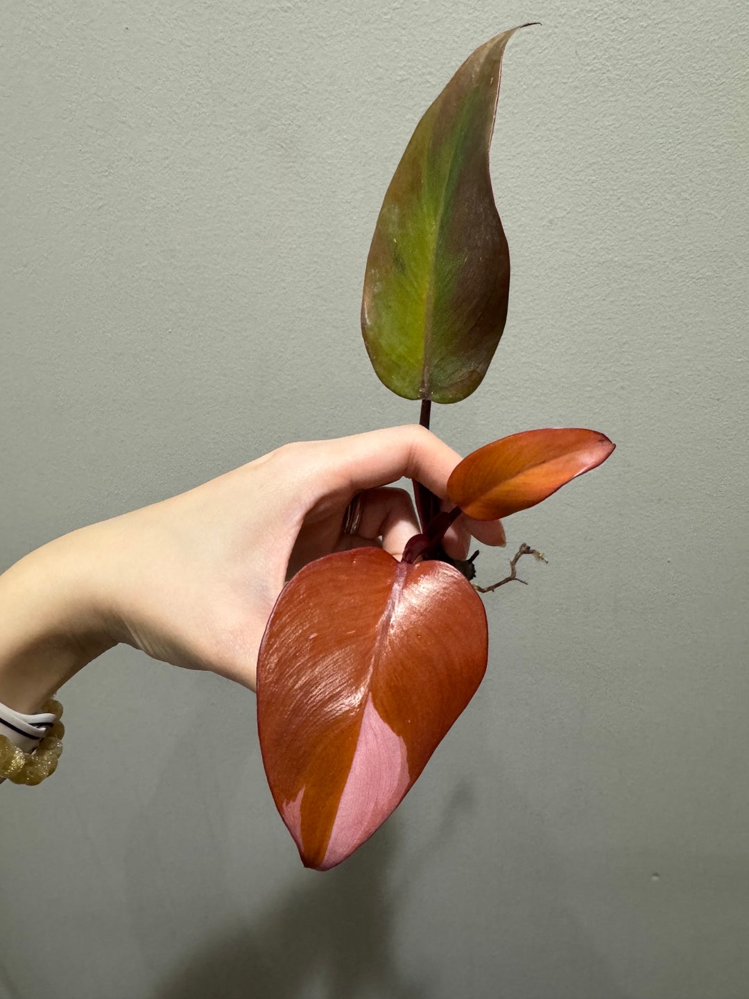 Philodendron Persimmon Princess Cutting Super Rare Plant From Kunzo ...