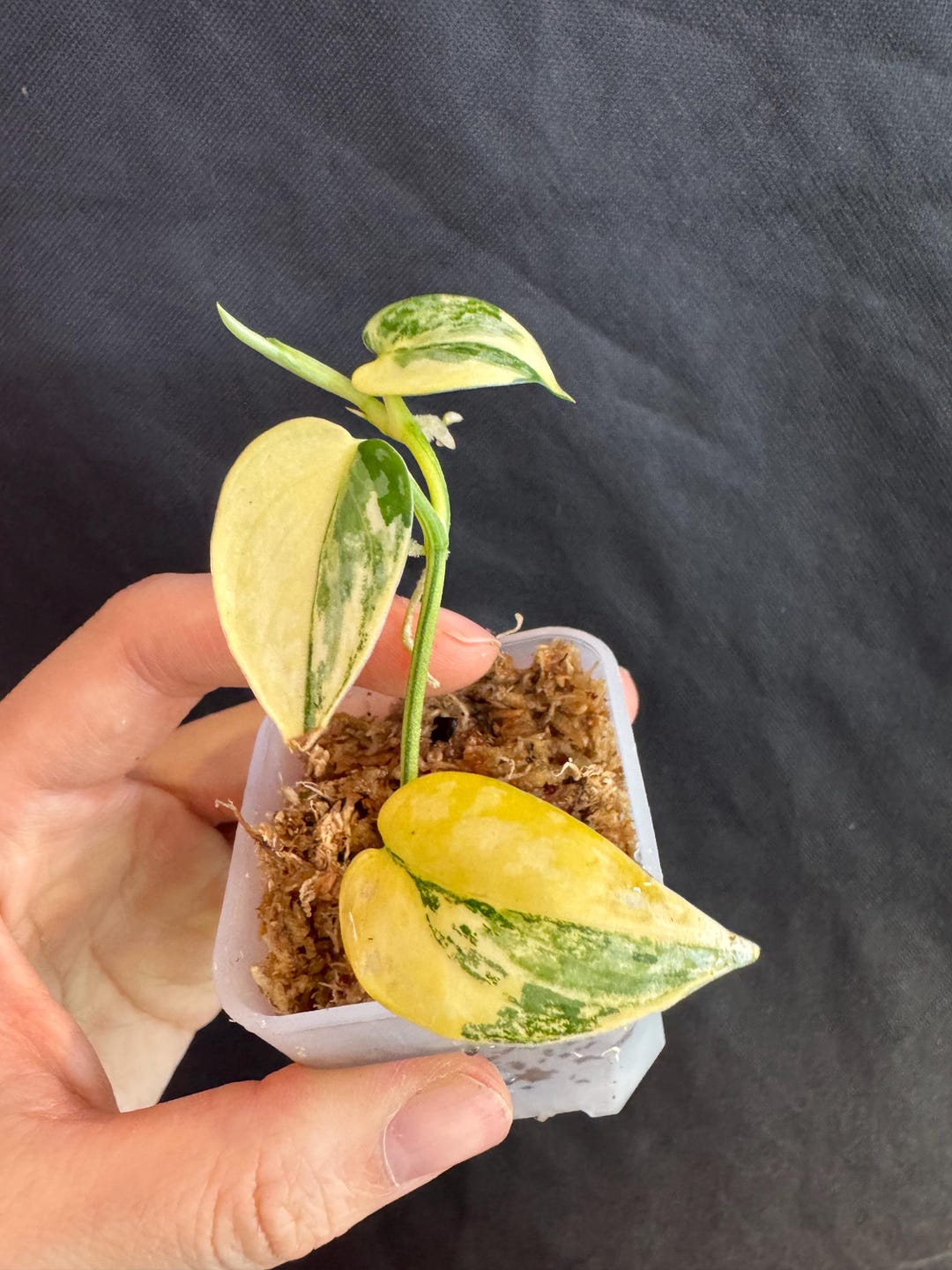 Scindapsus Variegated Scindapsus Apolaki Variegated Rooted Active ...