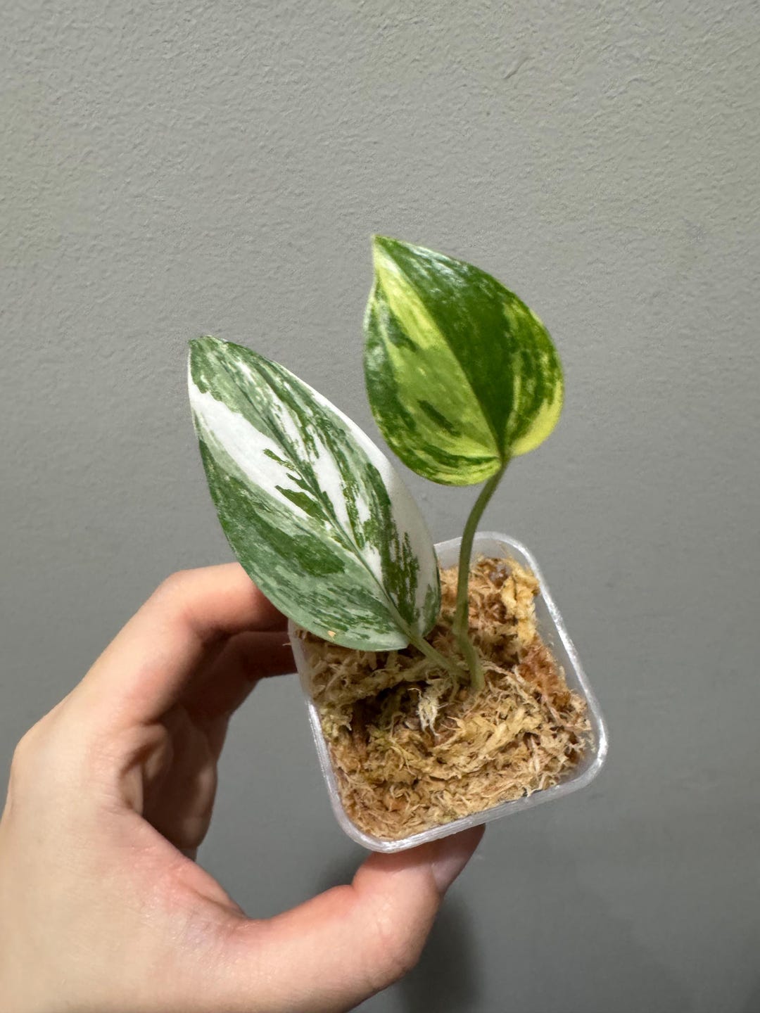 Scindapsus Variegated Blue Albo Rooted Cutting Active Growing. US ...