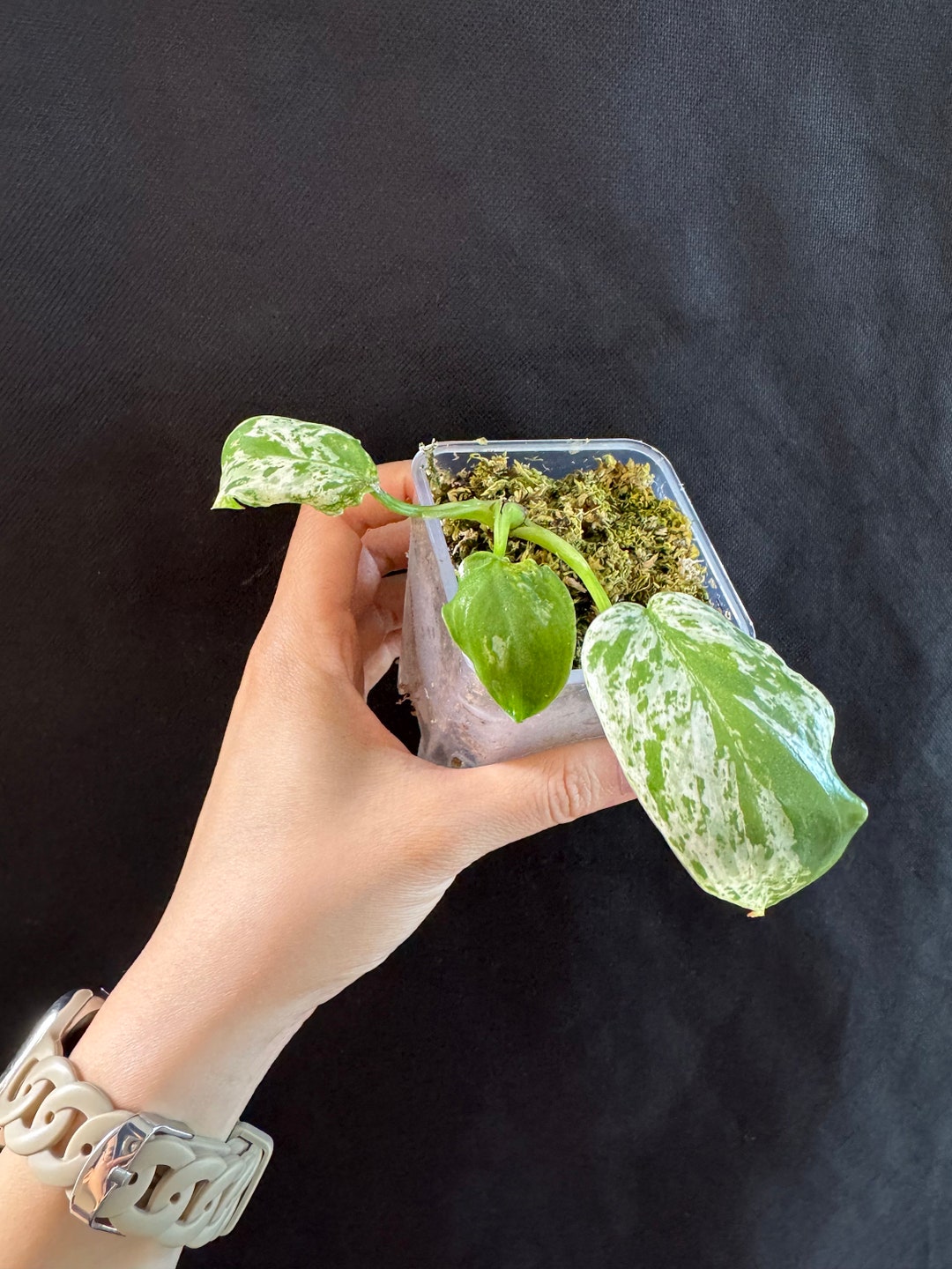 Philodendron Ilsemanii Rooted Active Growing. Many Growing Points ...