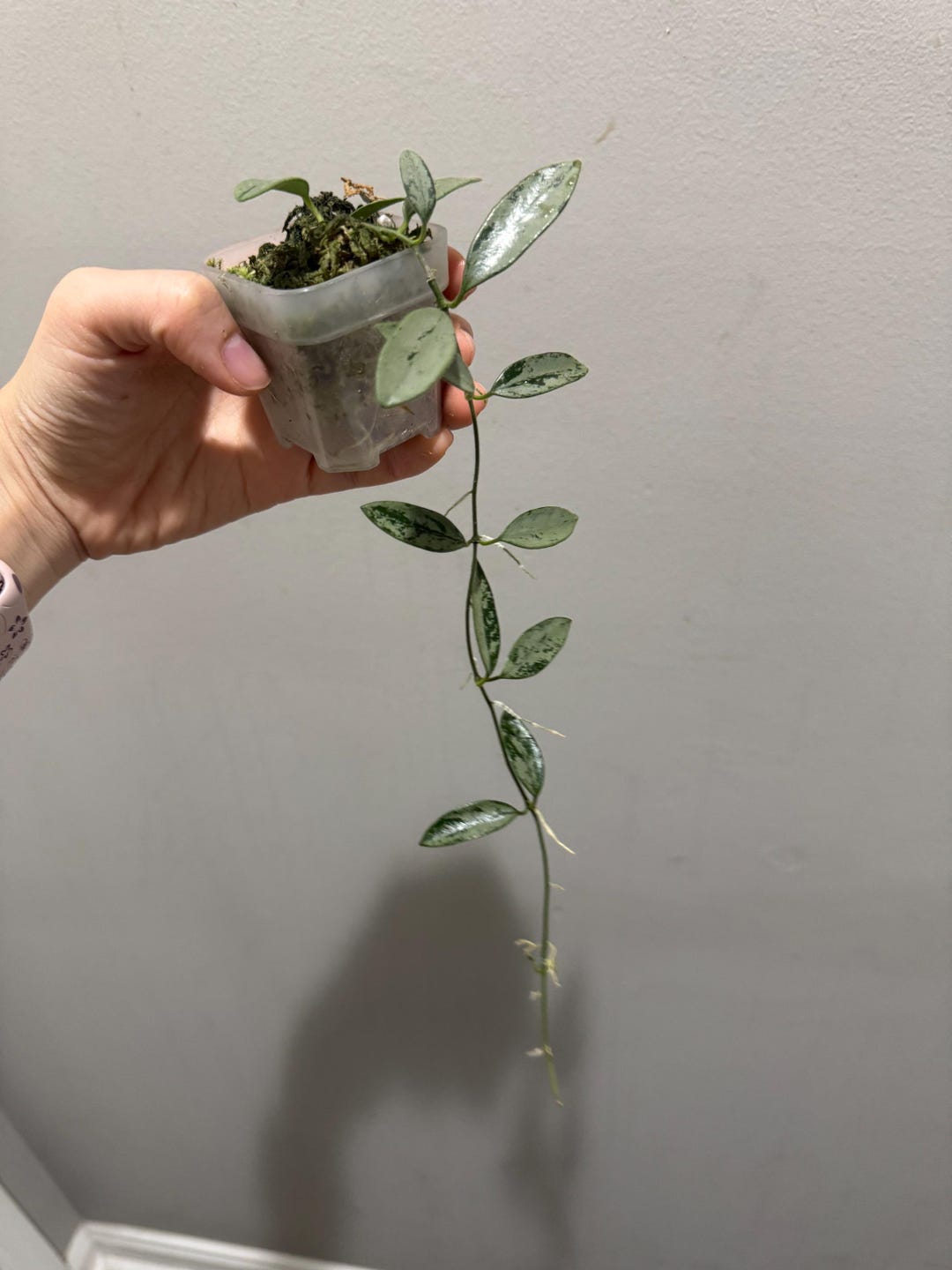 Hoya Lima Silver Splash Rooted Cutting Active Growing. Exact Plant Ship ...