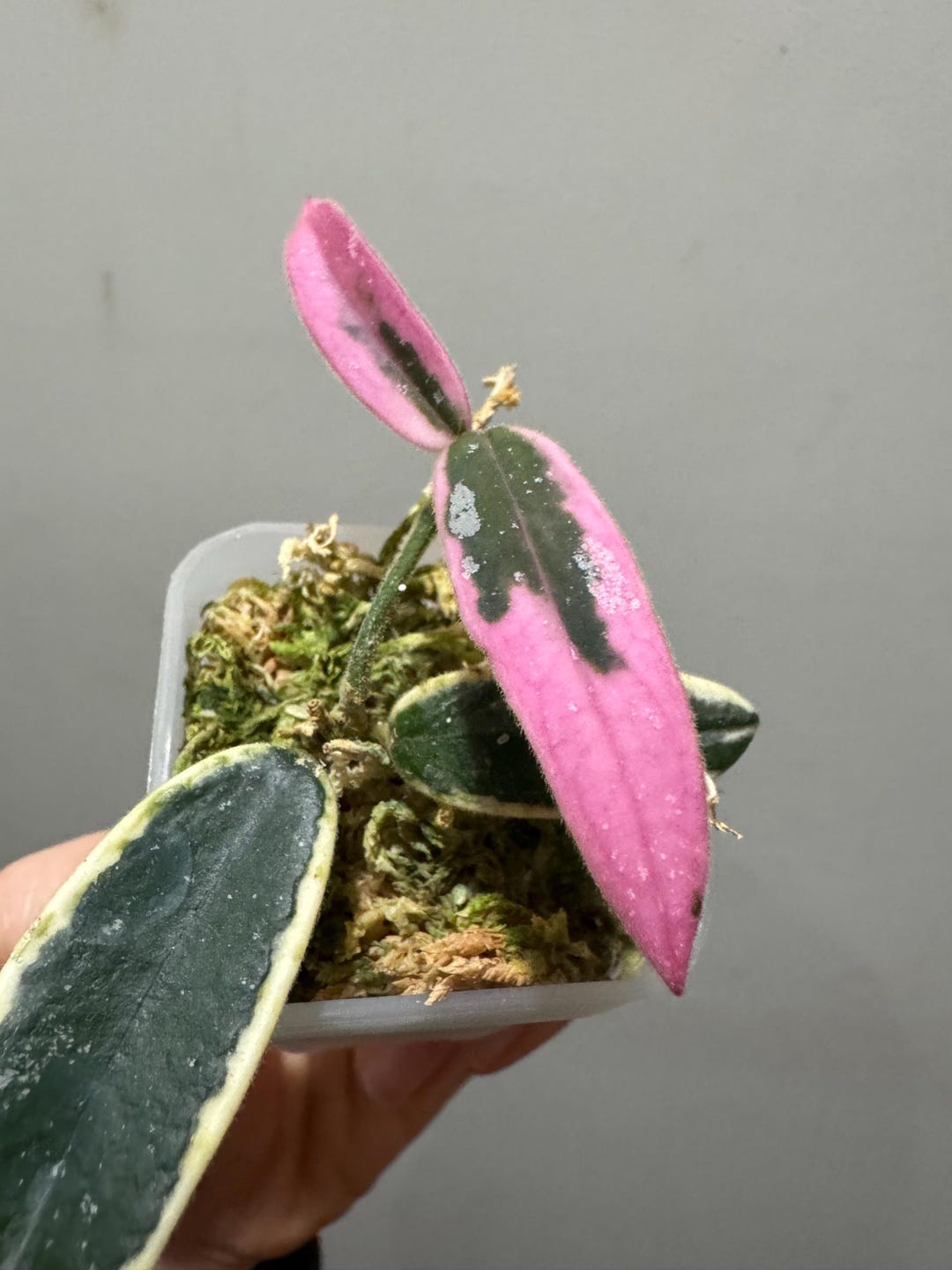 Hoya Lyi Prism Rooted Cutting Active Growing. Exact Plant Fast Shipping ...