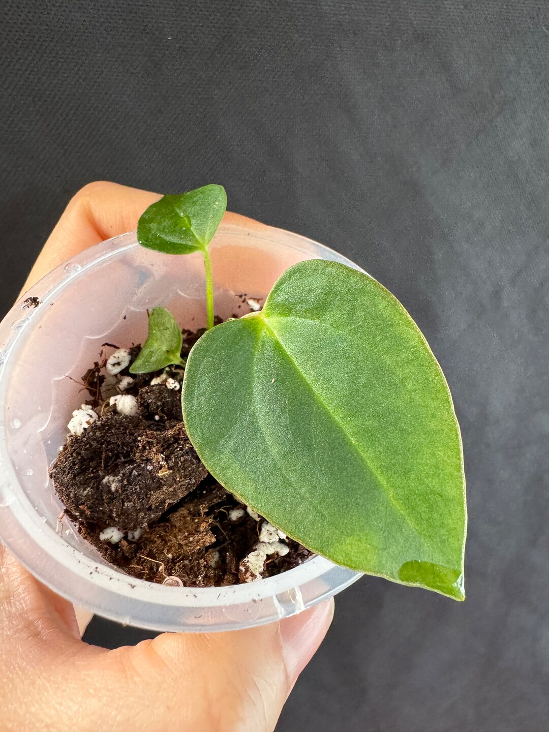 Anthurium RLFS X Carla X Ace of Spade Active Growing Plant Exact Plant ...