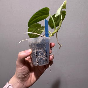 Scindapsus Exotica Hologram Variegated Rooted Bottom Cutting Active ...