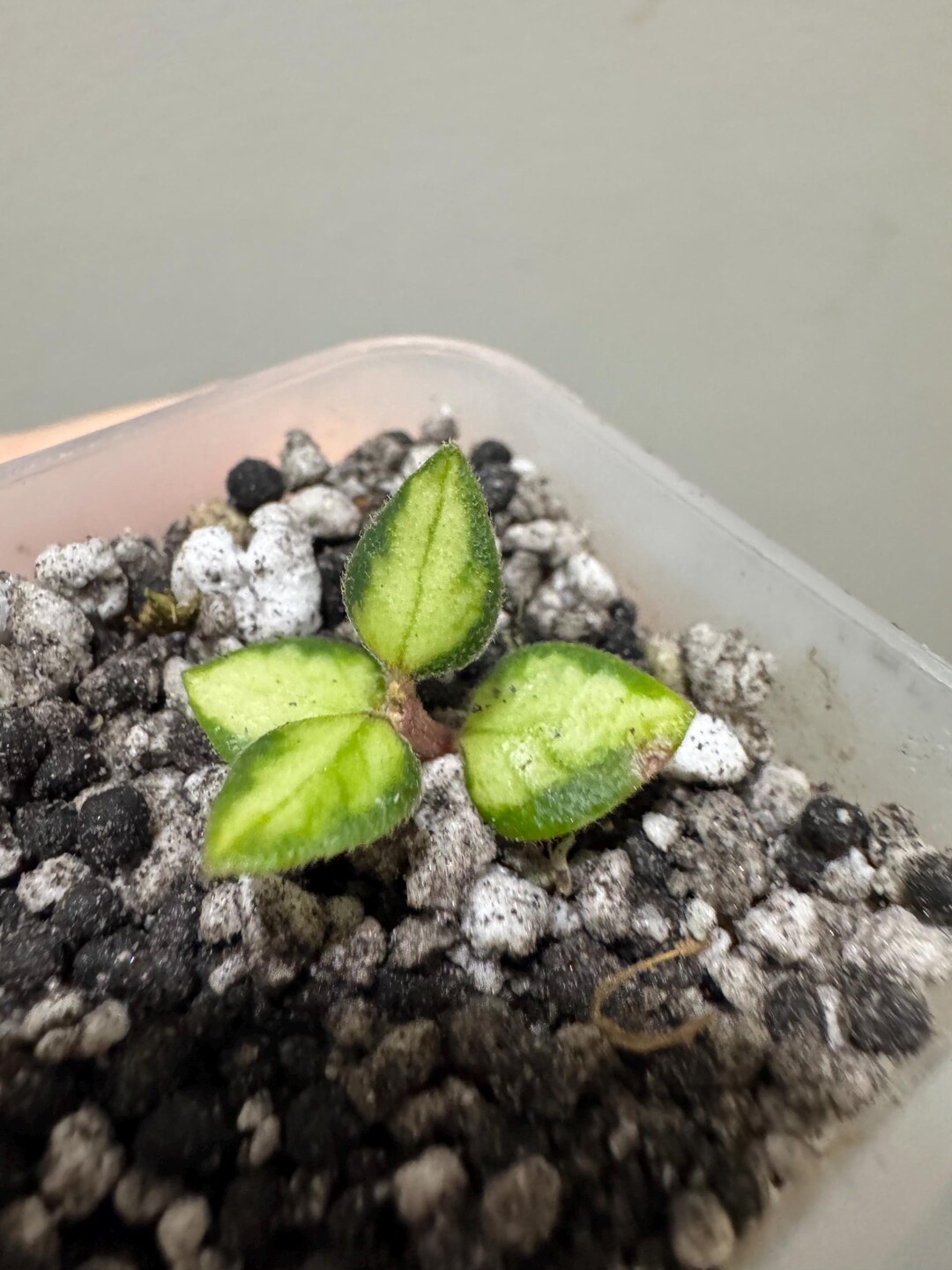 Hoya Chinghungensis Variegated Rooted Cutting Active Growing. Exact ...