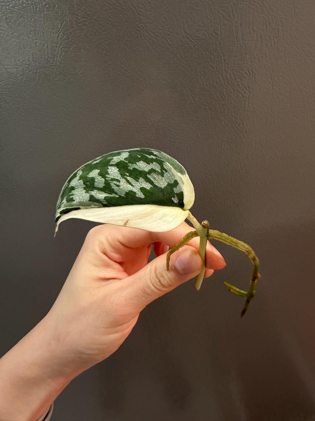 Scindapsus Mayari Variegated Cutting With Water Roots , Exact Plant ...
