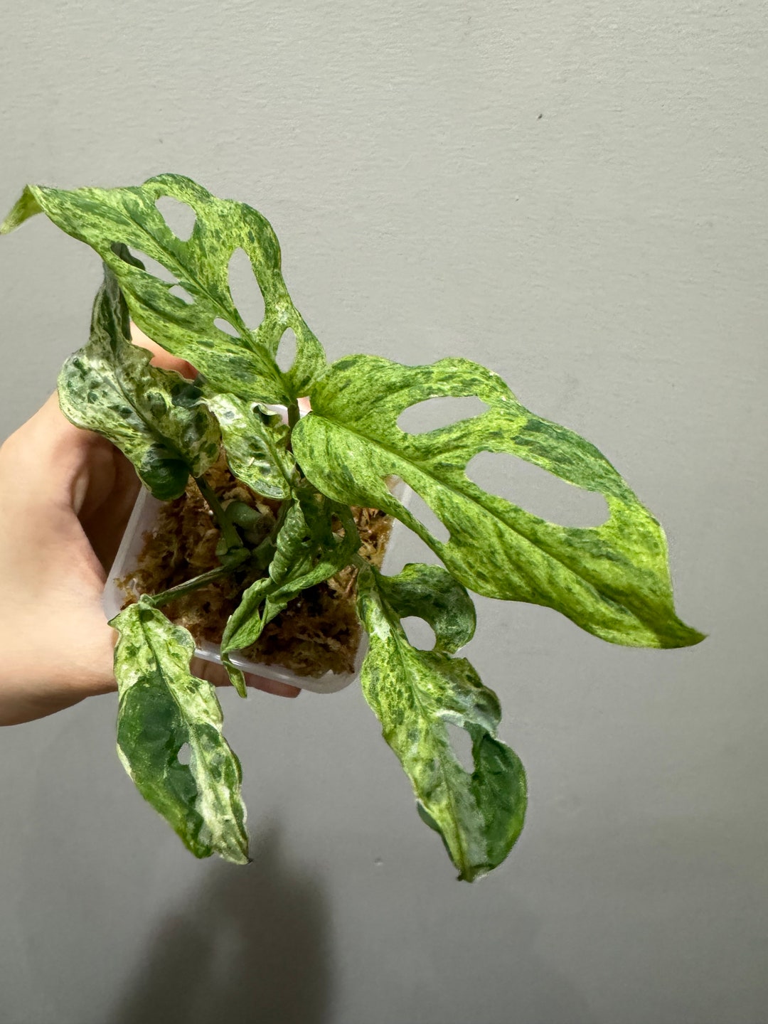 Monstera Laniata Mottled High Variegation Rooted Active Growing Plant ...