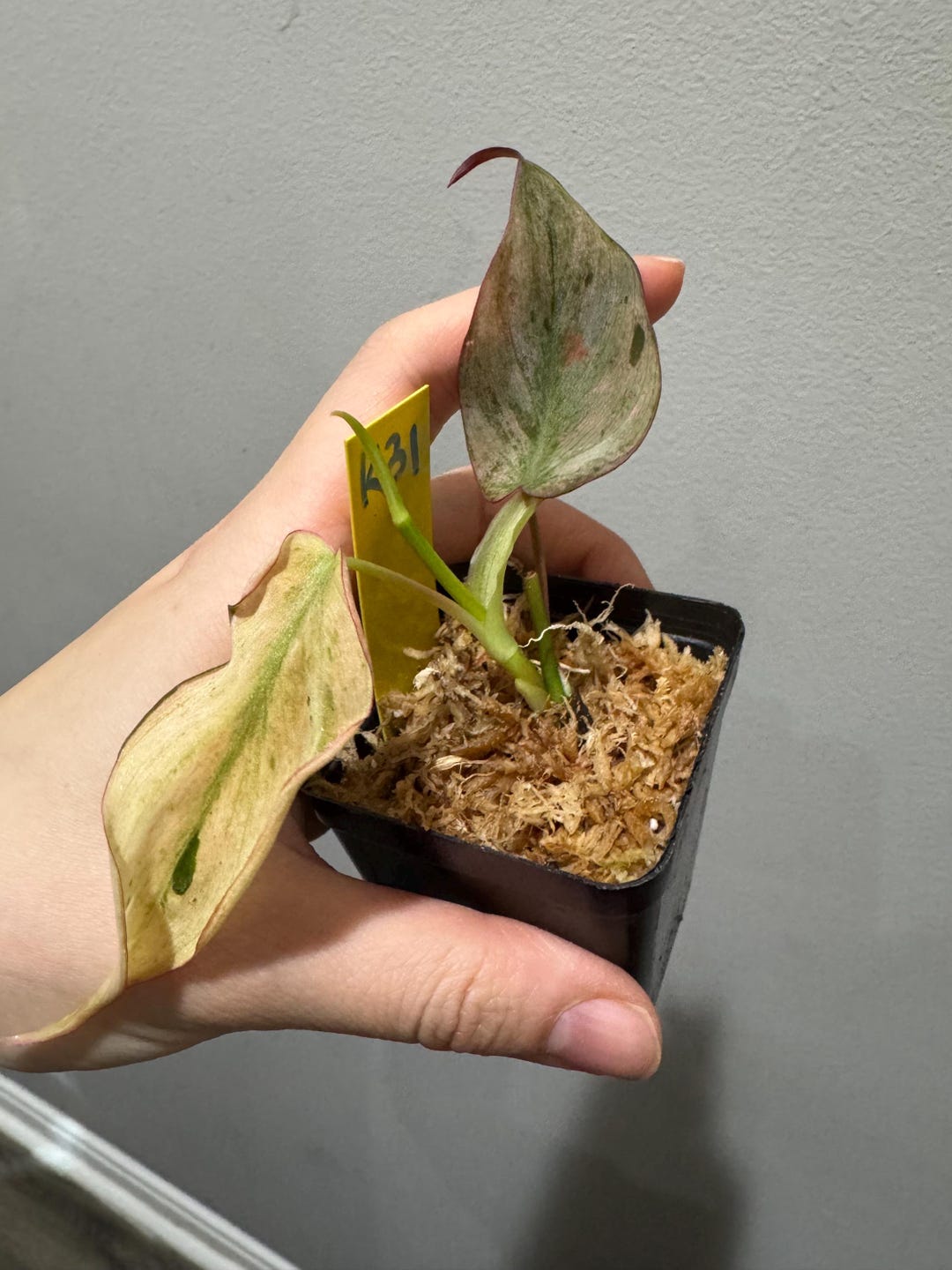 Philodendron Micans Mint Variegated Rooted Cutting Active Growingus ...