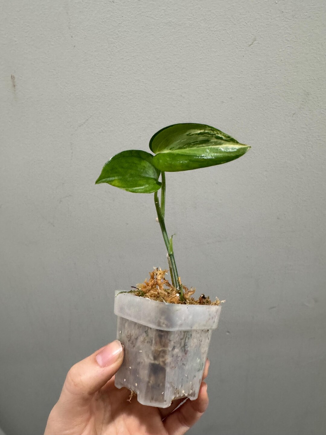 Scindapsus Variegated Blue Albo Rooted Cutting Active Growing. US ...