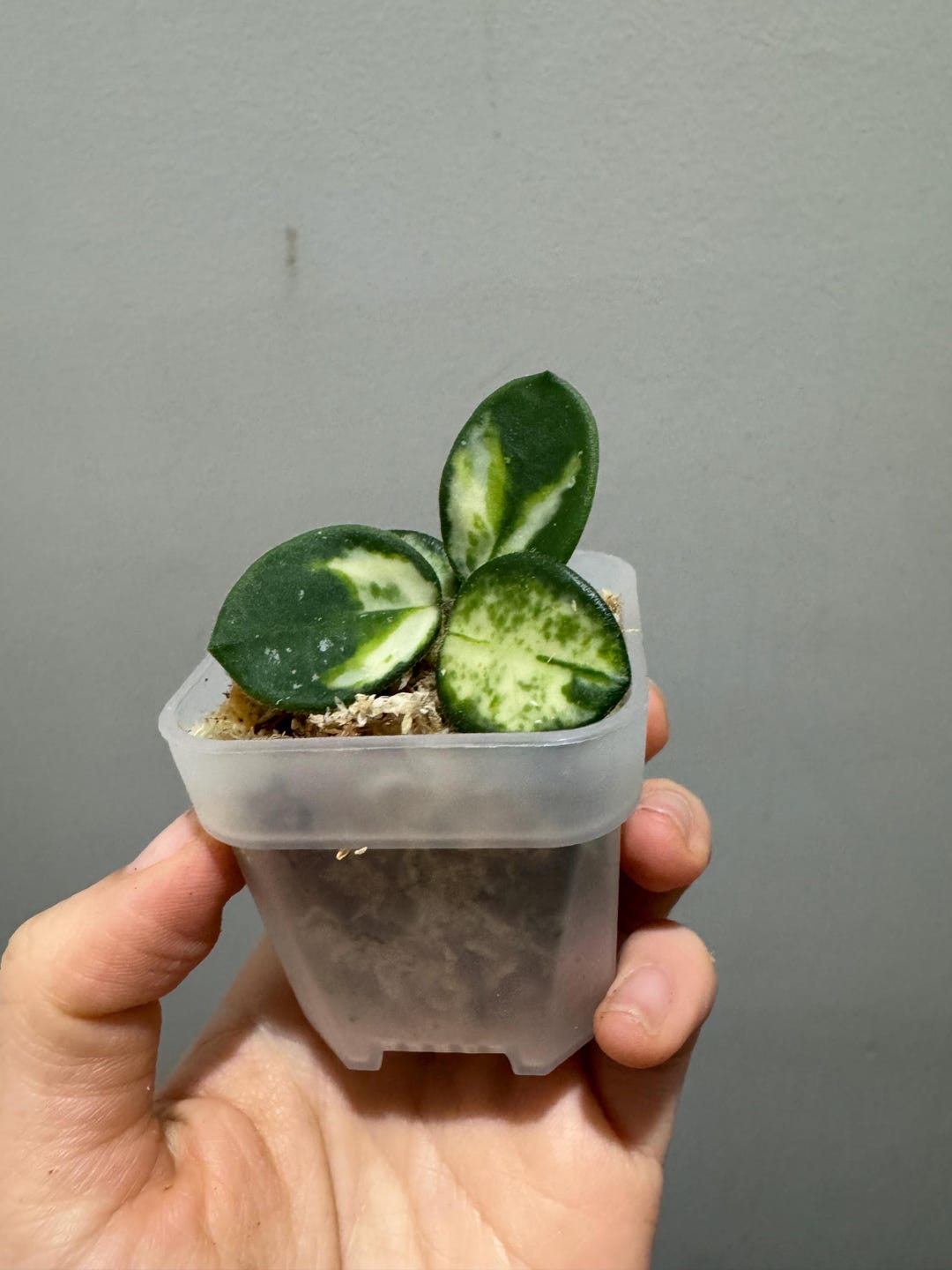 Hoya Mathilde Variegated Rooted Active Growing. Exact Plant Fast ...