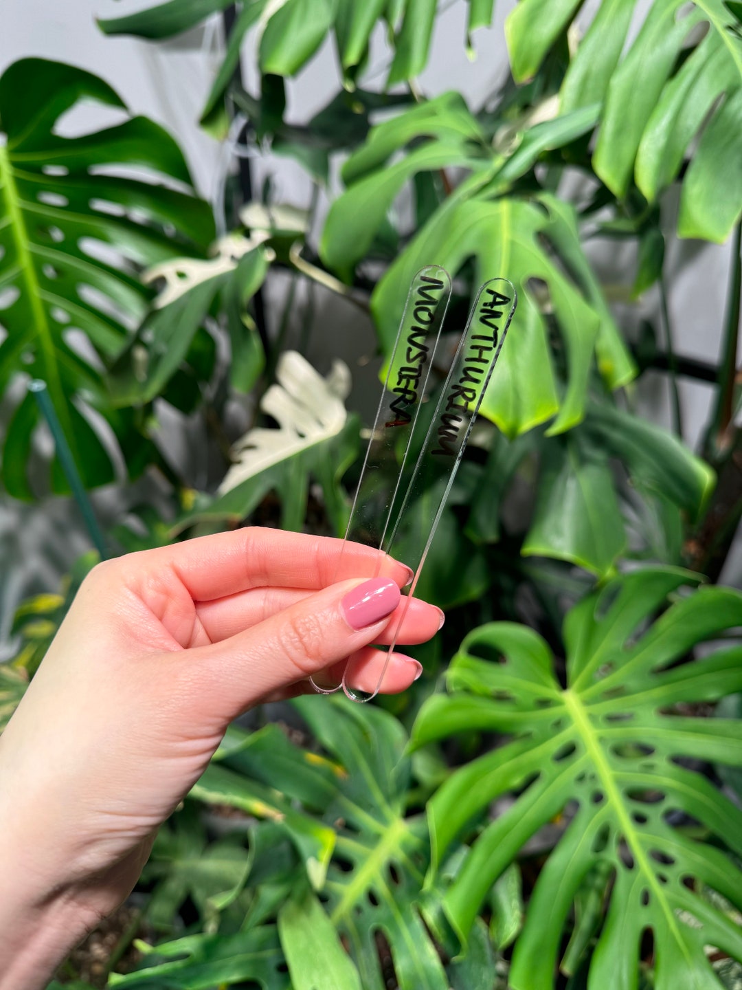 Clear Plant Tags | Hoya Clear Tags | Small Transparent Plant Tag ...
