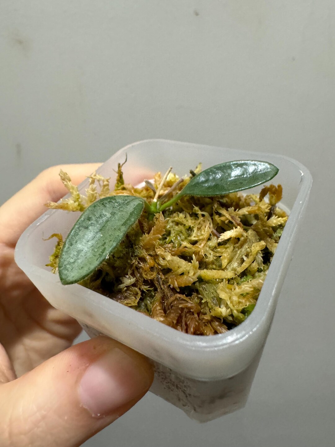 Hoya Lima Silver Splash Rooted Cutting Active Growing. Exact Plant Ship ...