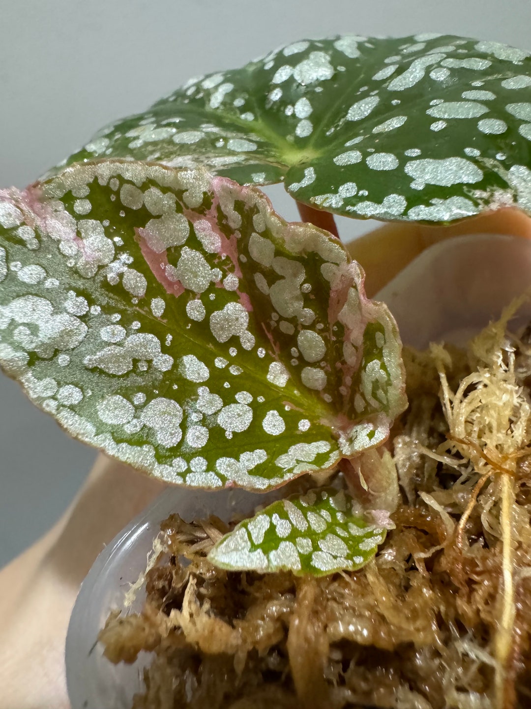Begonia Snow Capped Variegated Rooted Active Growing Plant. Exact Plant ...