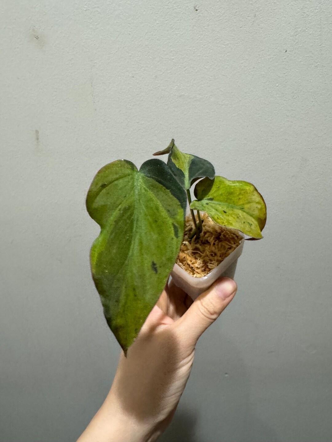 Philodendron Micans Mint Variegated Rooted Active Growing Plantus ...