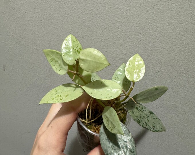 Hoya Lacunosa Silver Lime (high Splash) Rooted Cutting Active Growing ...