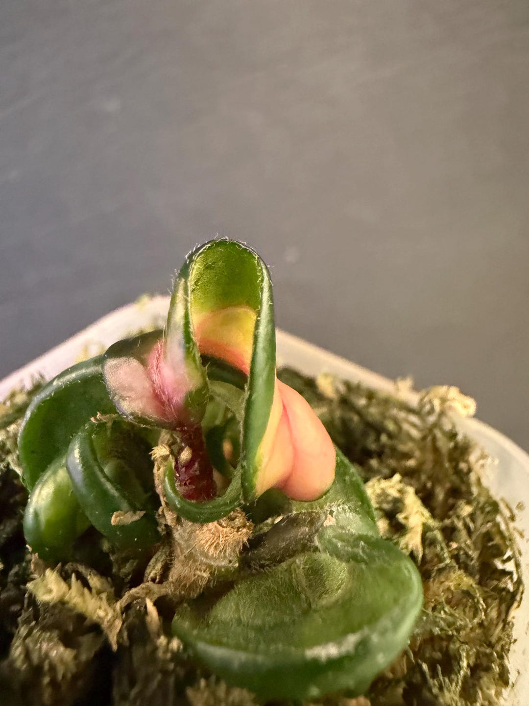 Variegated Hoya Compacta Deep Green Variegated Rooted Active Growing ...