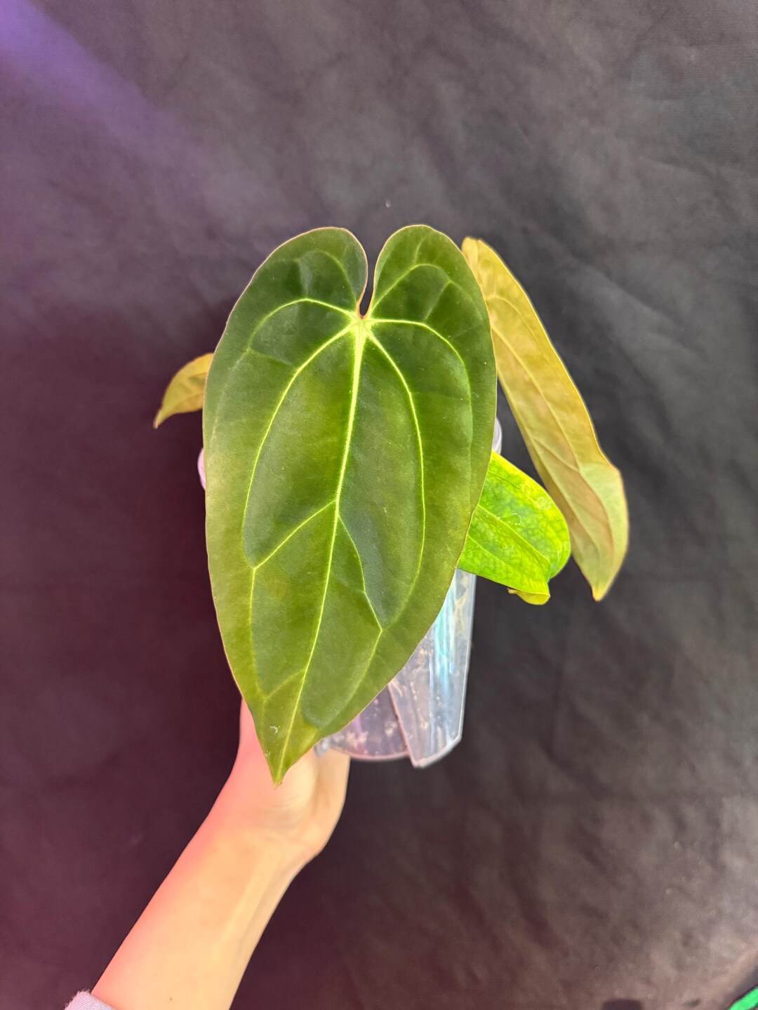 Anthurium Carla X BVEP Active Growing Plant! Exact Plant Fast Shipping ...