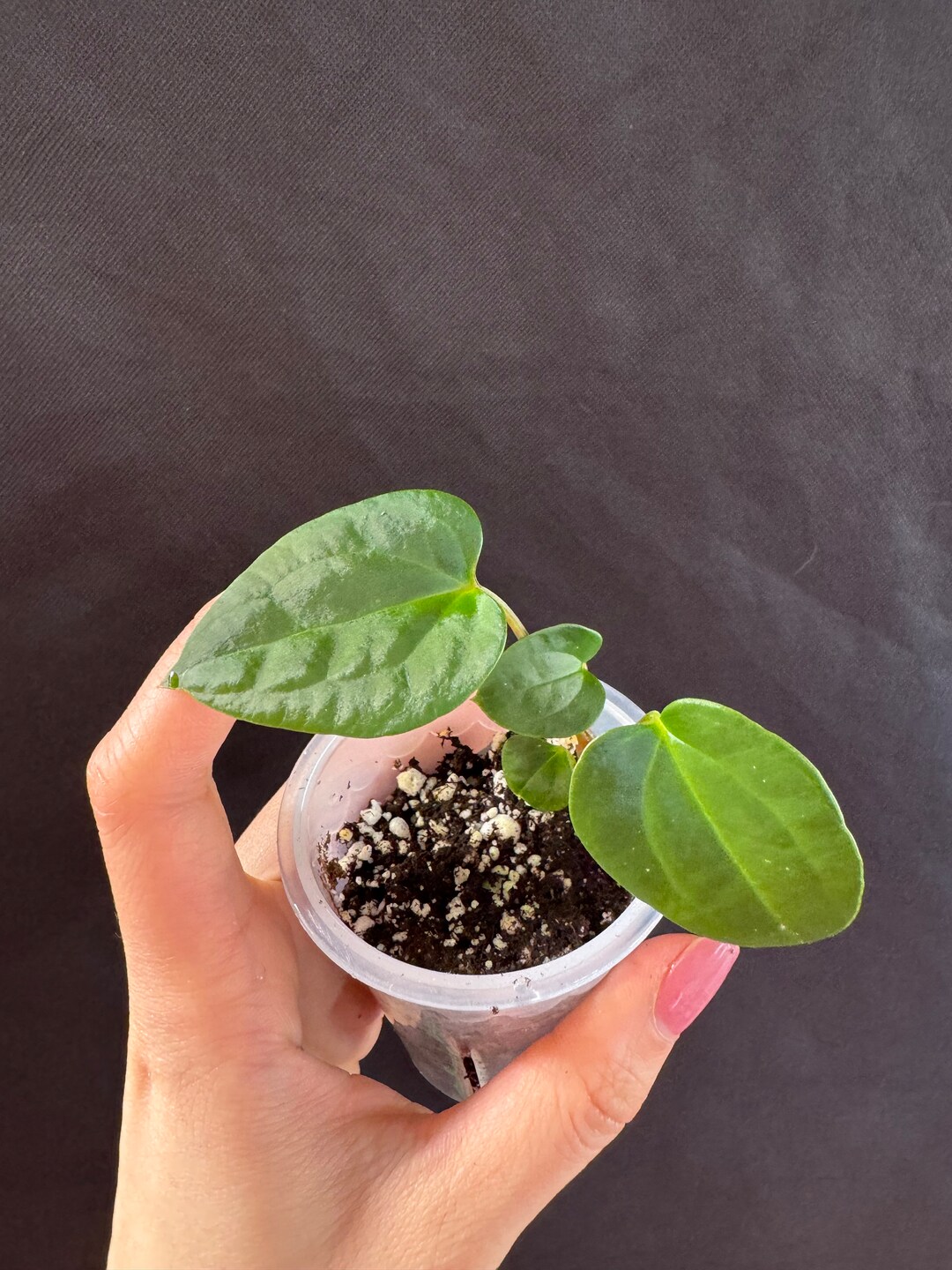 Anthurium RLFS X Carla X Ace of Spade Active Growing Plant Exact Plant ...