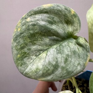 Scindapsus Exotica Hologram Variegated Rooted Bottom Cutting Active ...