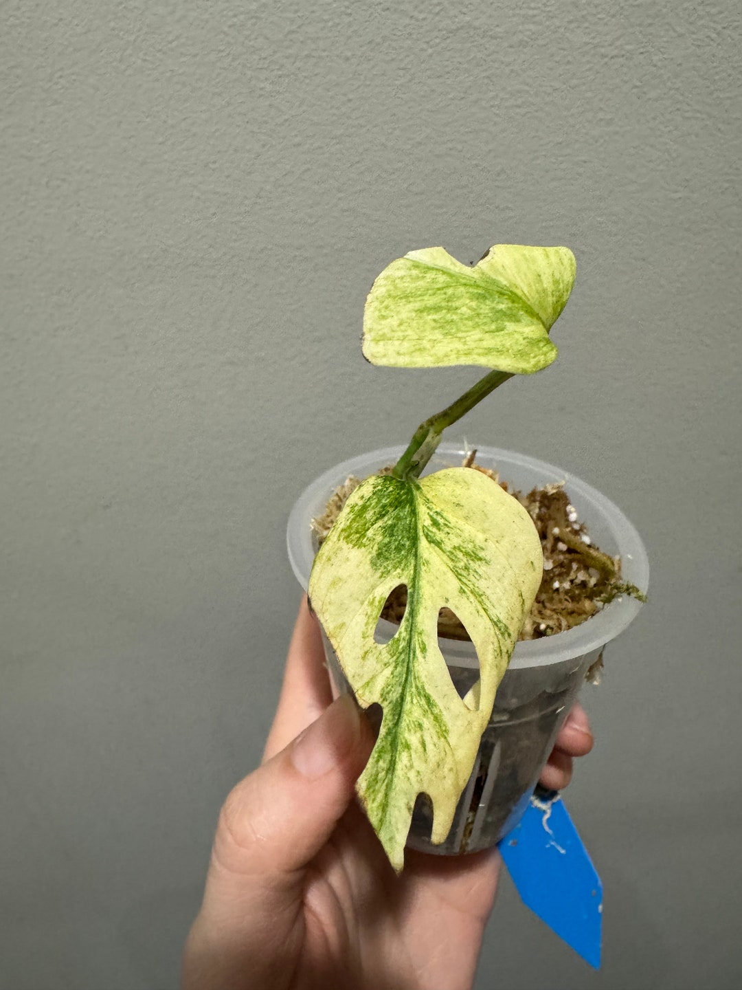 Monstera Laniata Mint Variegated Cutting. Variegated Monstera Laniata ...
