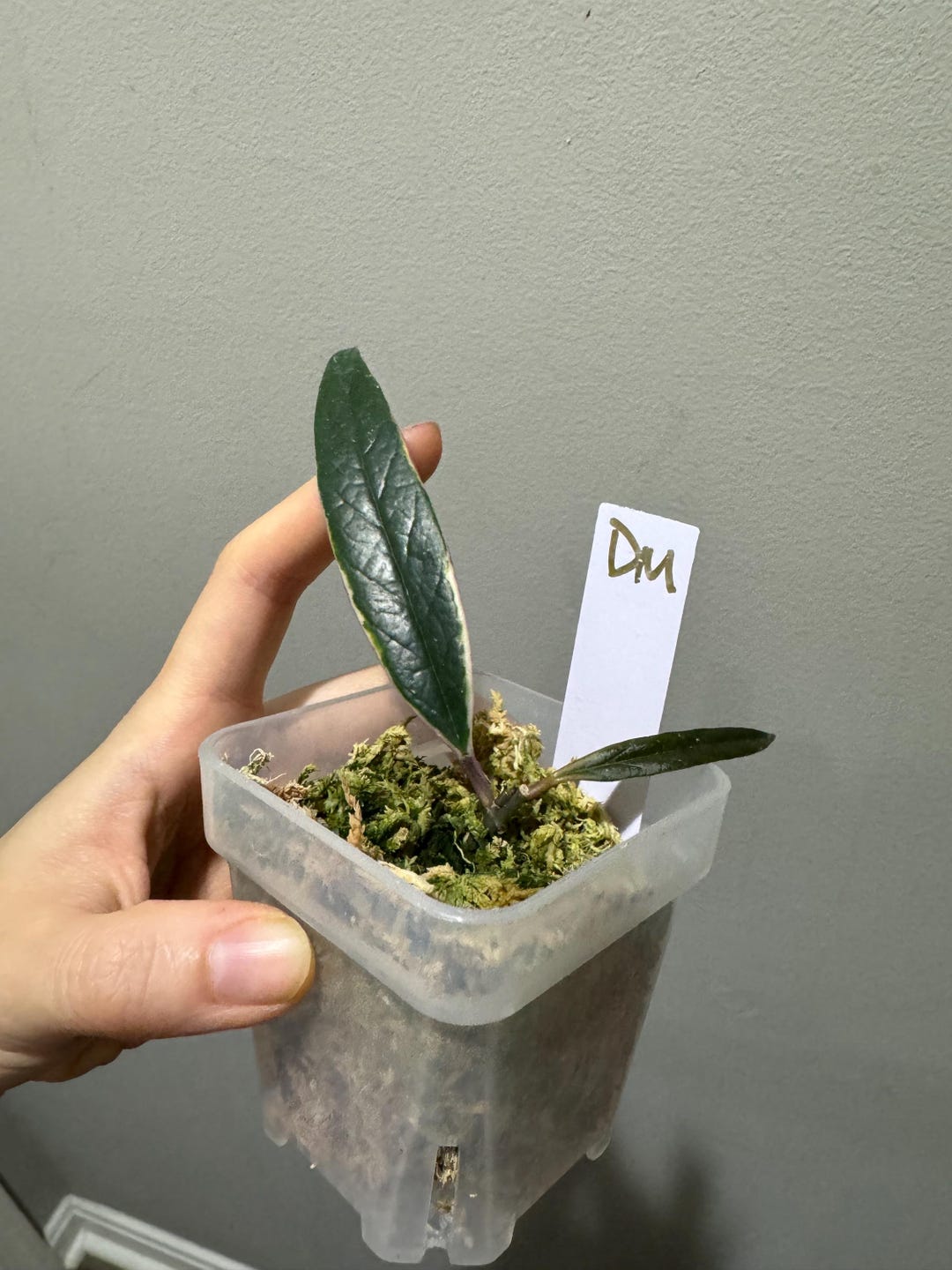 Hoya Sulawesiana Albomarginata Outer Variegated Rooted Cutting Active ...