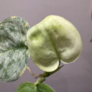 Scindapsus Exotica Hologram Variegated Rooted Bottom Cutting Active ...