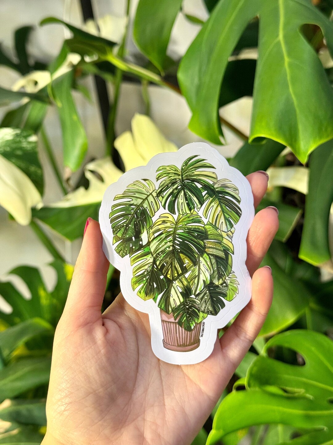 Monstera Albo Stickers - Variegated Monstera - Water Resistant Durable ...