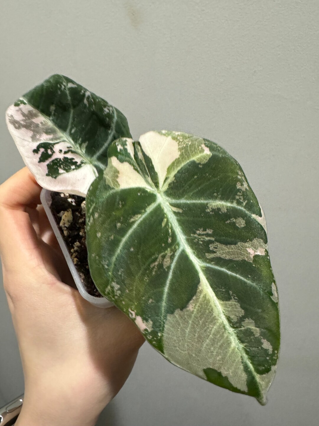 Alocasia Black Velvet Pink Variegated Active Growing Plant. Exact Plant ...