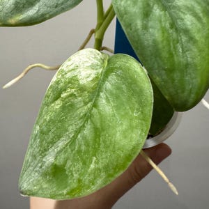 Scindapsus Exotica Hologram Variegated Rooted Bottom Cutting Active ...