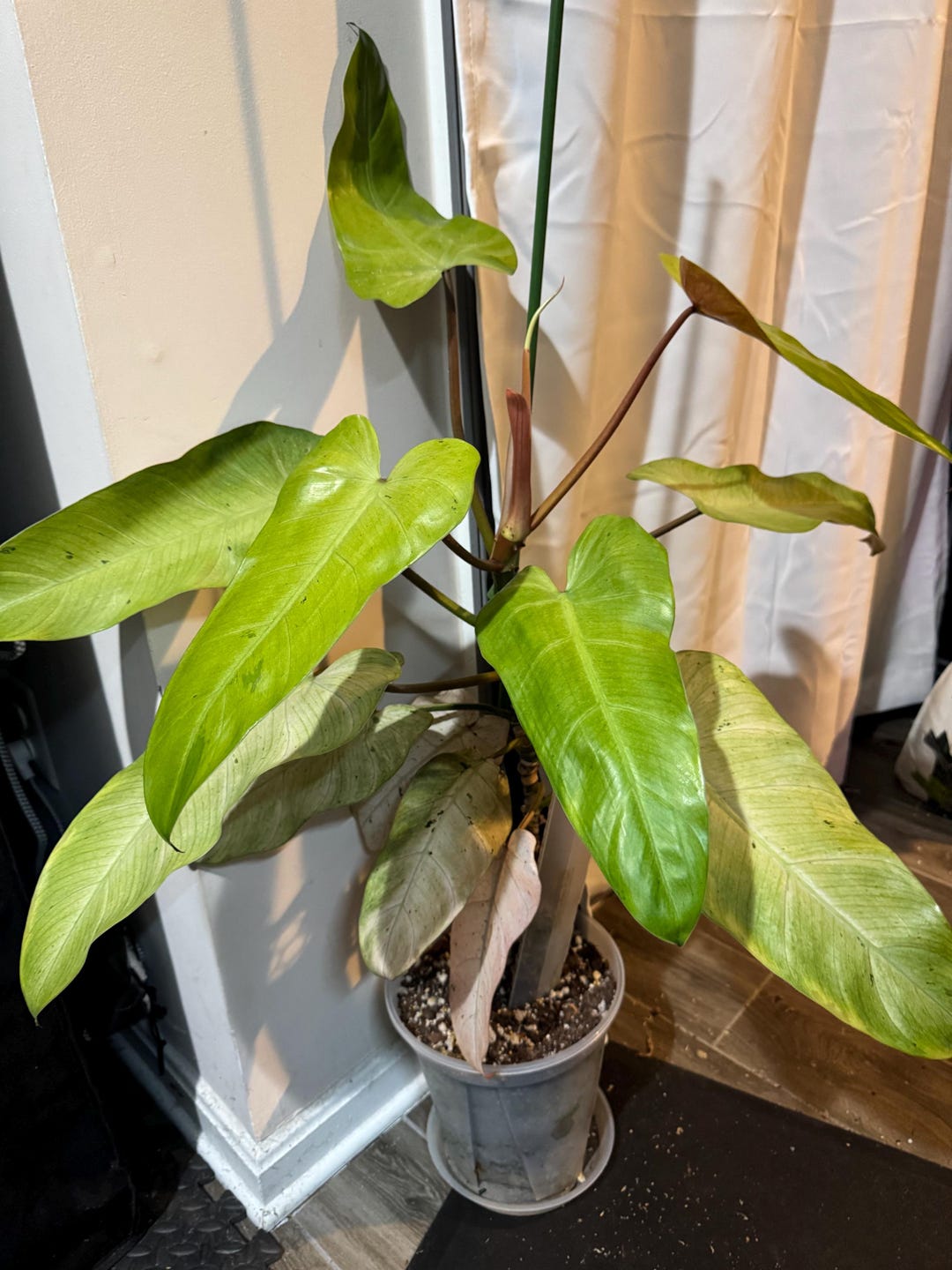 Philodendron Whipple Way Rooted Active Growing Plant Near 3 Feet Tall ...