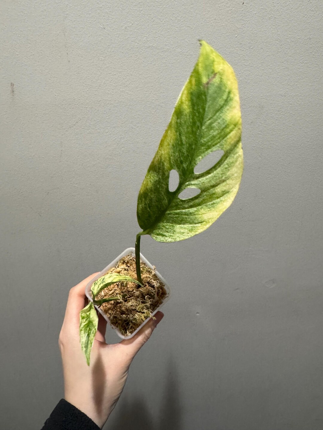 Monstera Laniata Mint Variegated Narrow Form Rooted Cutting Active ...