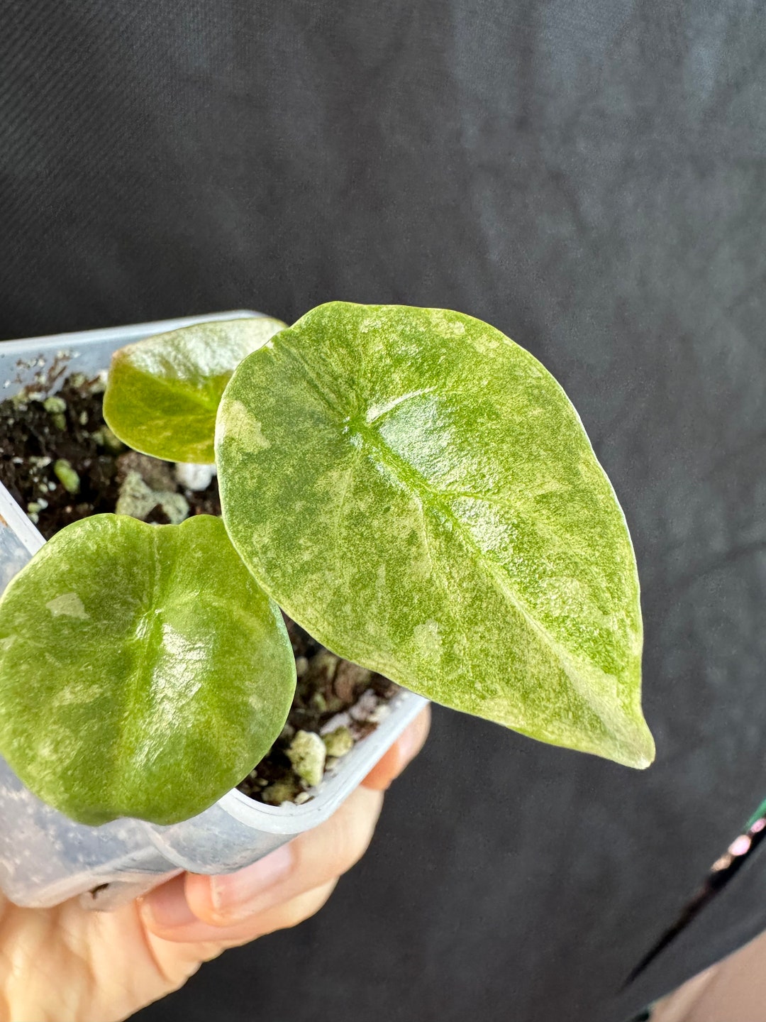 Alocasia Cuprea Pink Mint Variegated Rooted Active Growing Plant. Exact ...