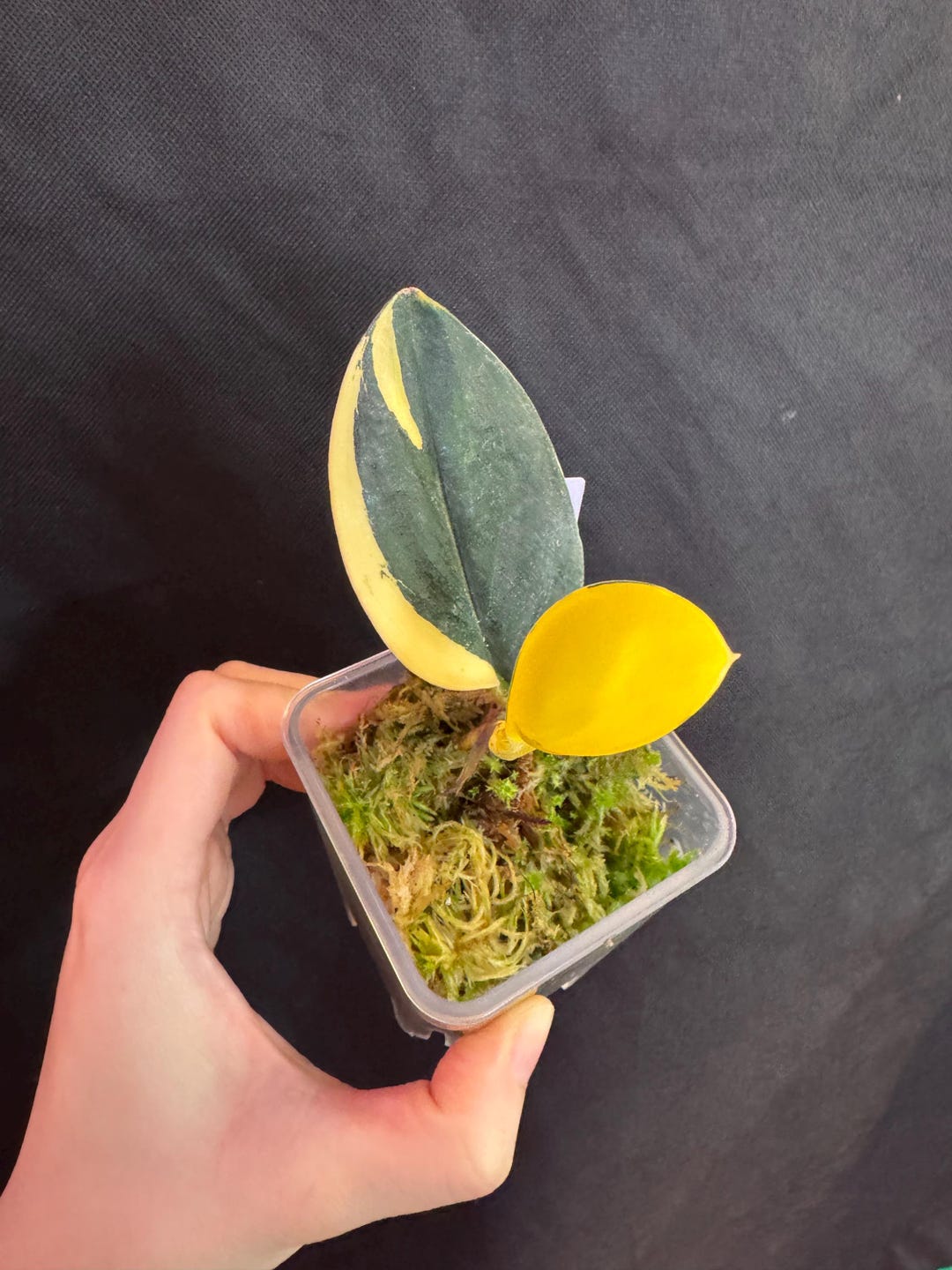 Scindapsus Eclipse Variegated Rooted Cutting Active Growing. US Seller ...