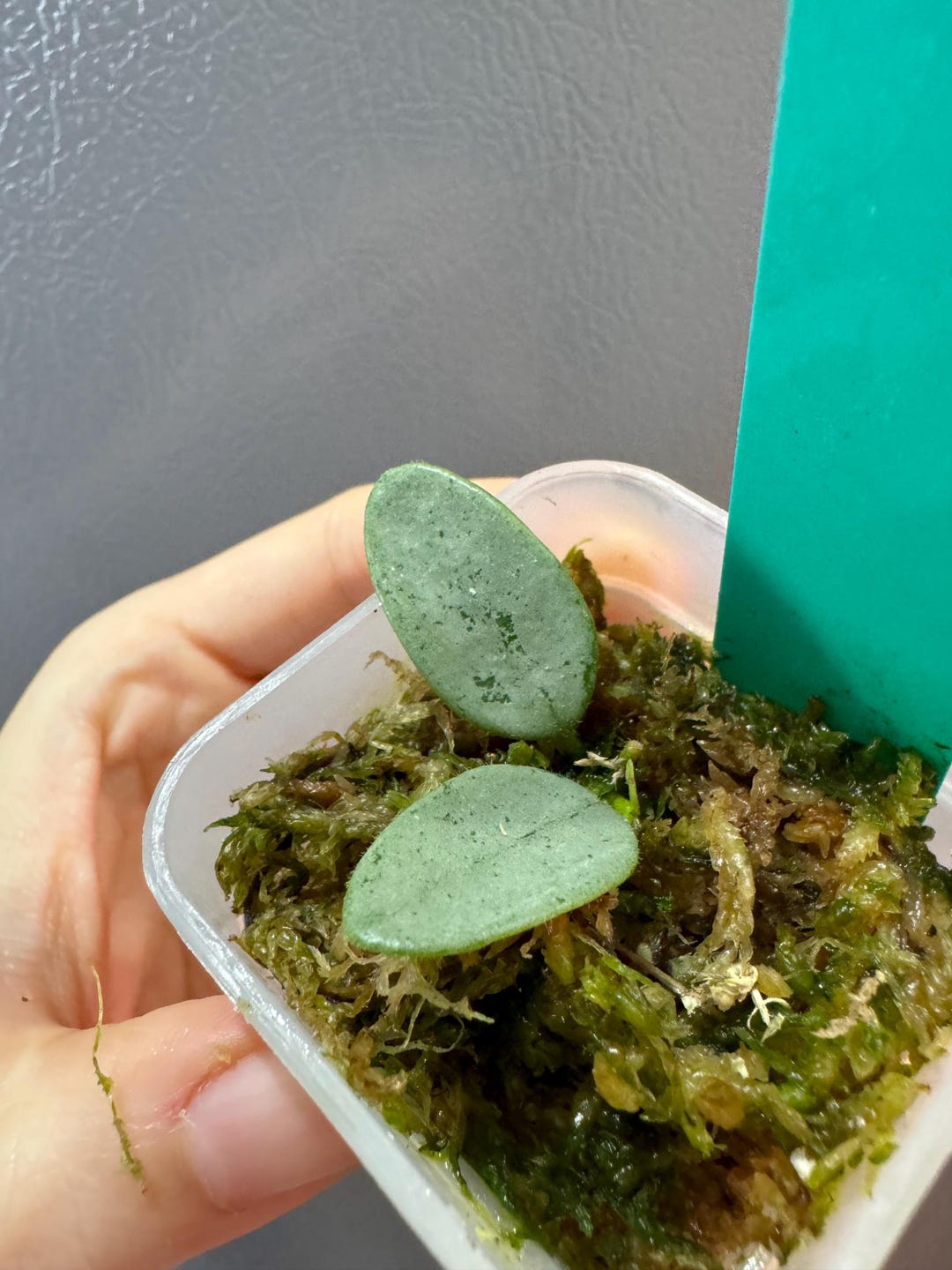 Hoya Lima Silver Splash Rooted Cutting Active Growing. Exact Plant Ship ...