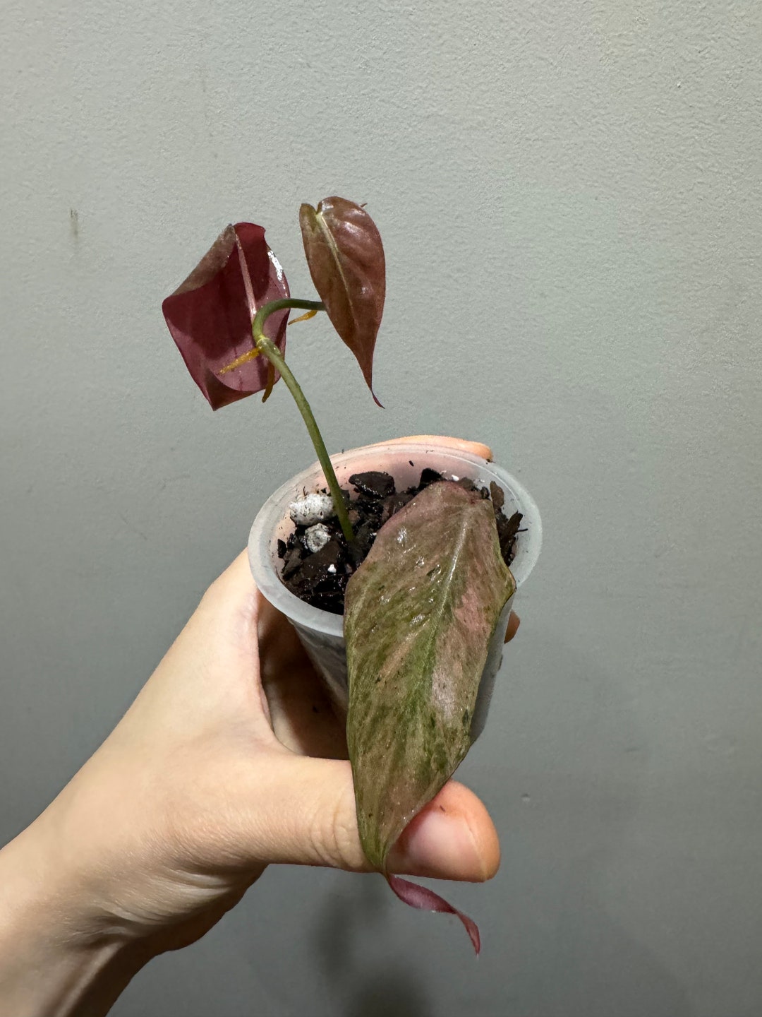 Philodendron Micans Mint Sunstressed Variegated Rooted Active Growing ...