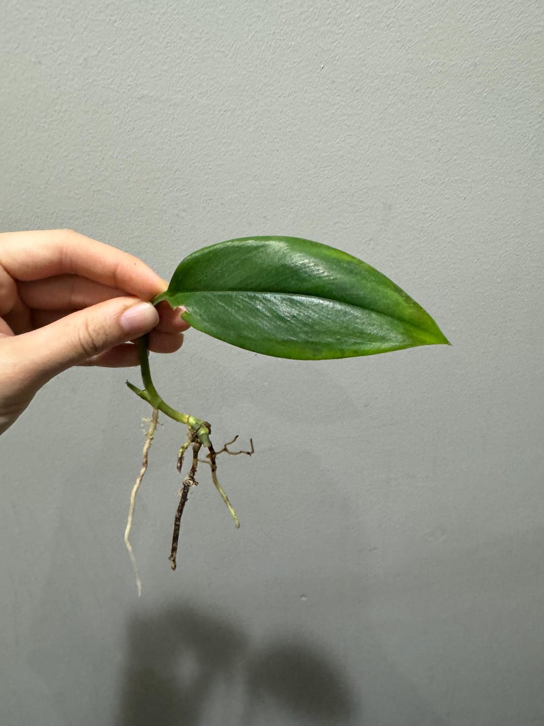 Mint Scindapsus Cutting, Scindapsus Treubii Mint Cutting, Exact Plant ...