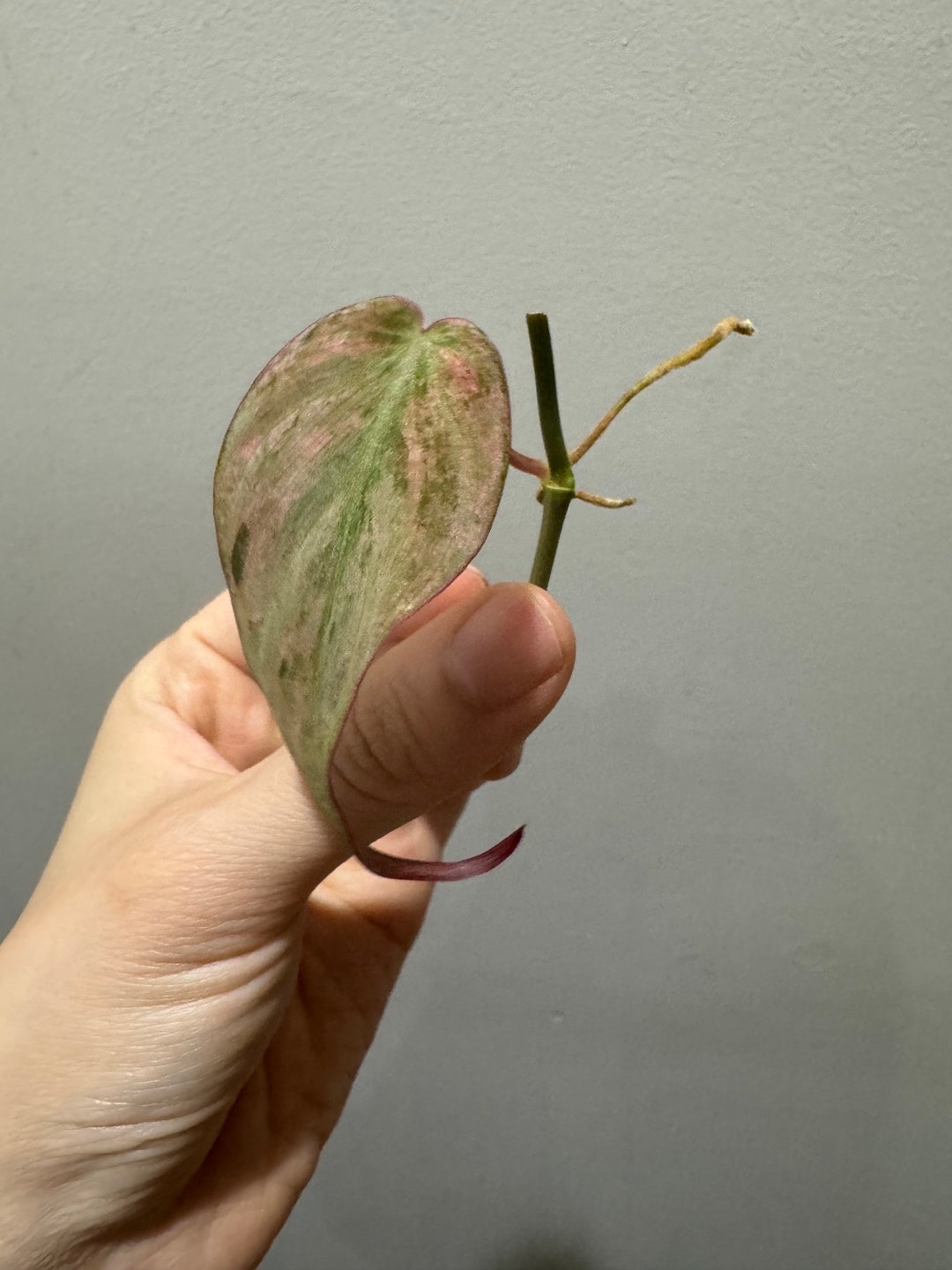 Philodendron Micans Mint Variegated Cutting. US Seller! - Etsy