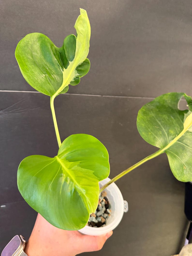 Monstera White Lava Variegated Rooted Active Growing Plant. Grown From ...