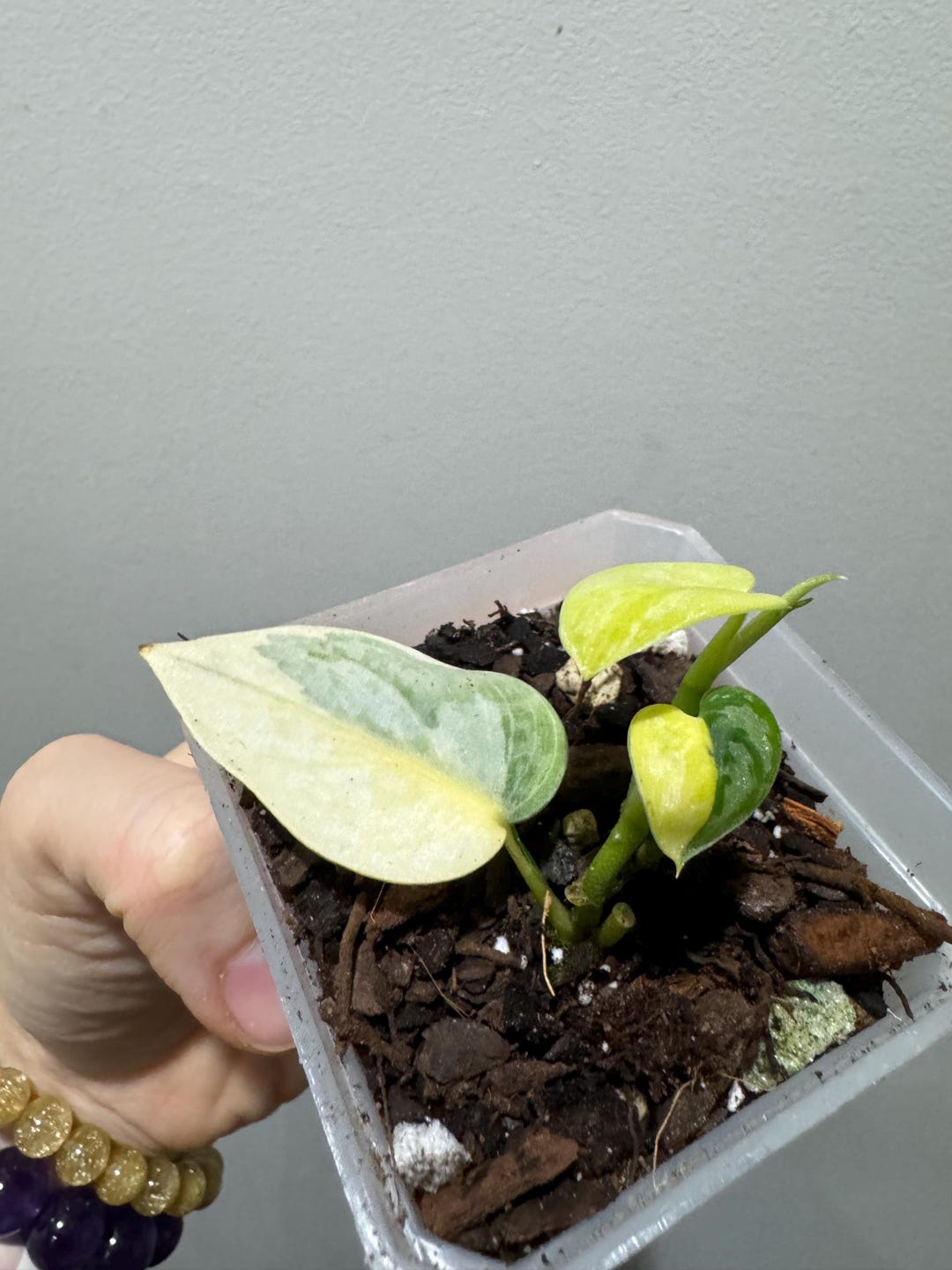 Scindapsus Variegated Scindapsus Apolaki Variegated Rooted Active ...