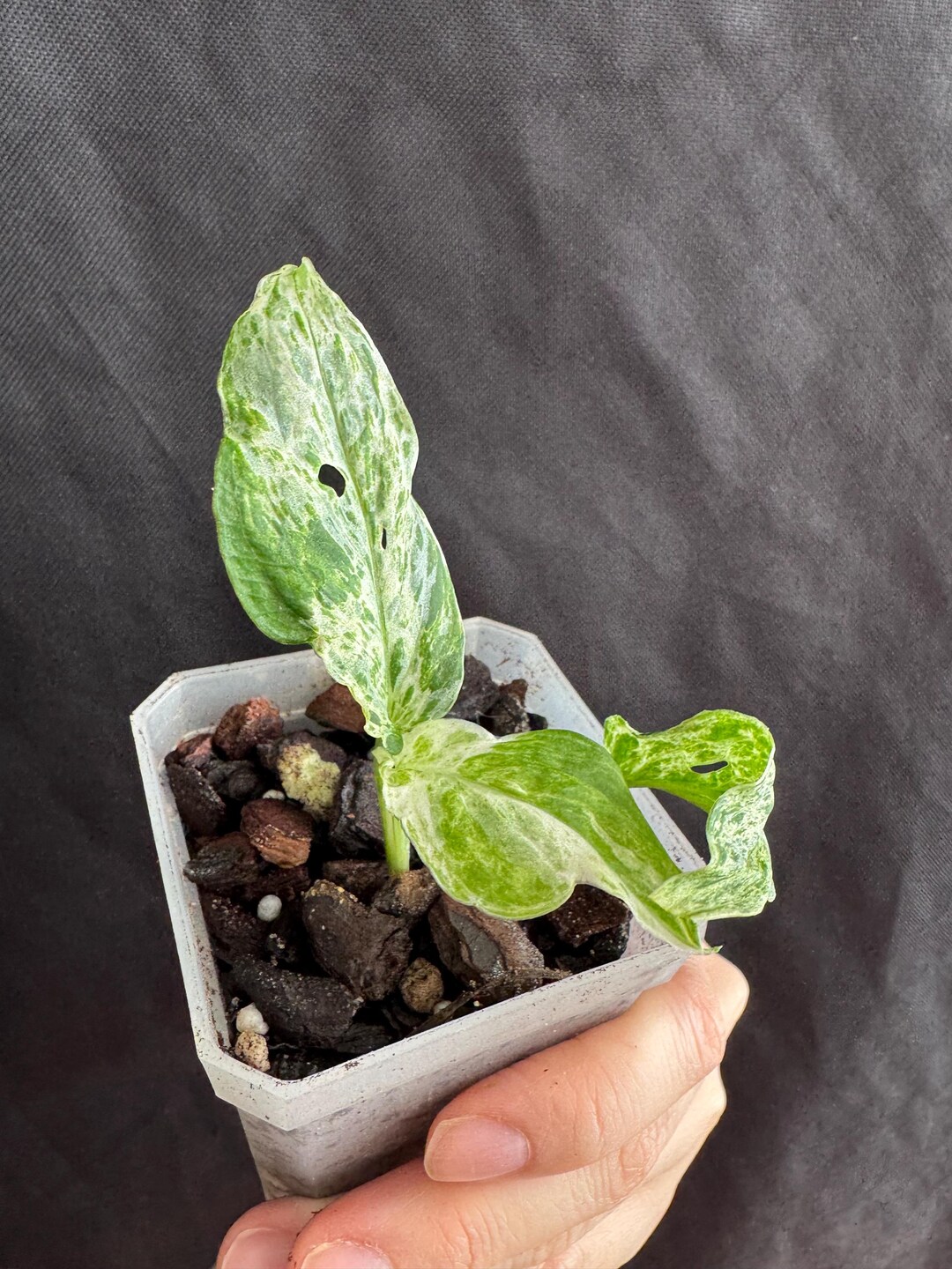 Monstera Laniata Mottled High Variegation Rooted Active Growing Plant ...