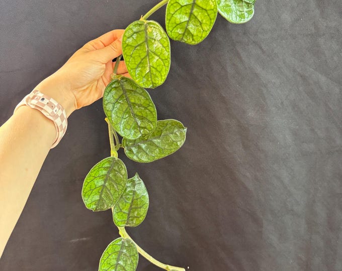Hoya Globulosa (villosa Cao Dang) Cutting. Fuzzy Leaf Hoya. Exact Plant ...