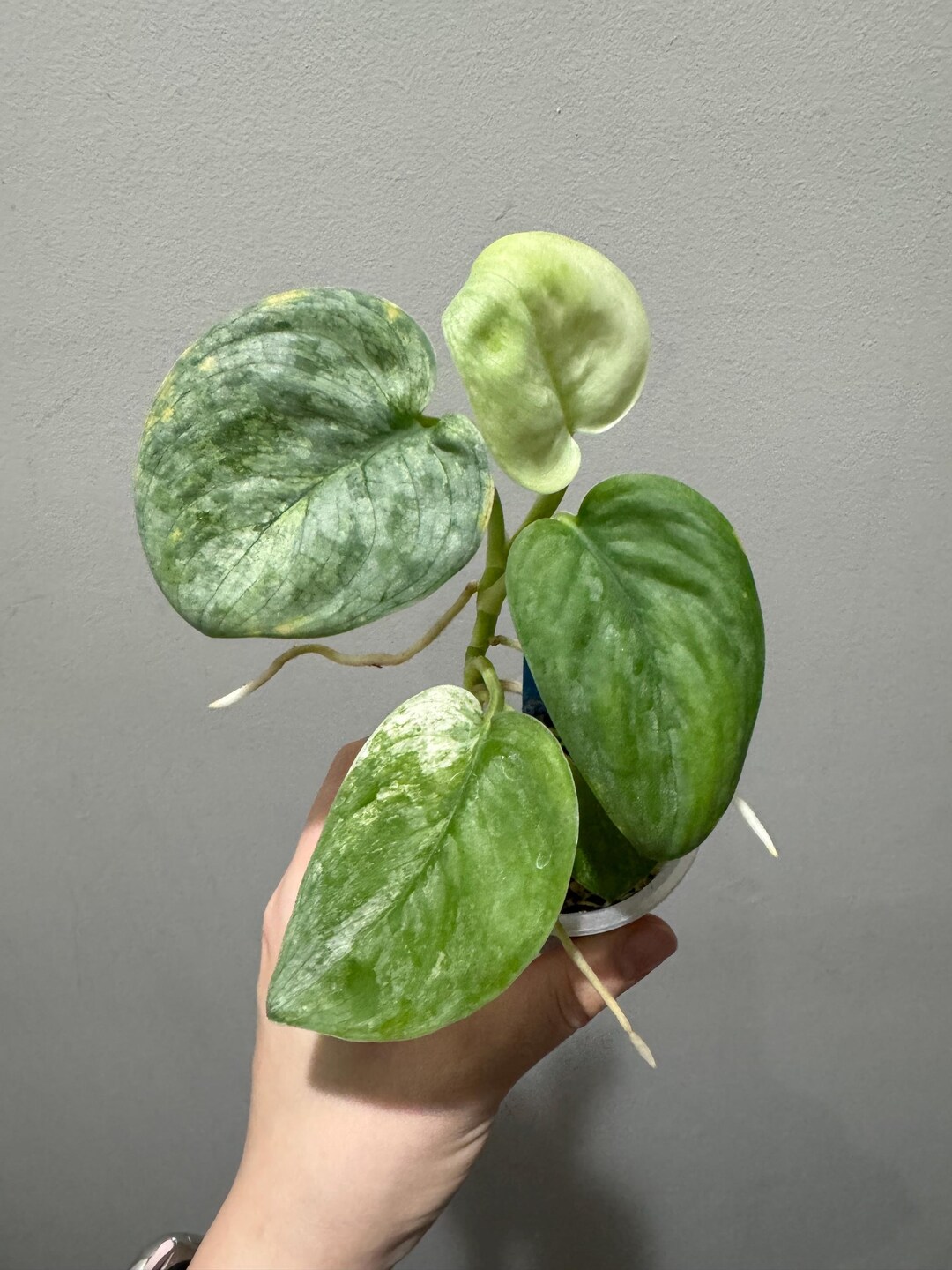 Scindapsus Exotica Hologram Variegated Rooted Bottom Cutting Active ...