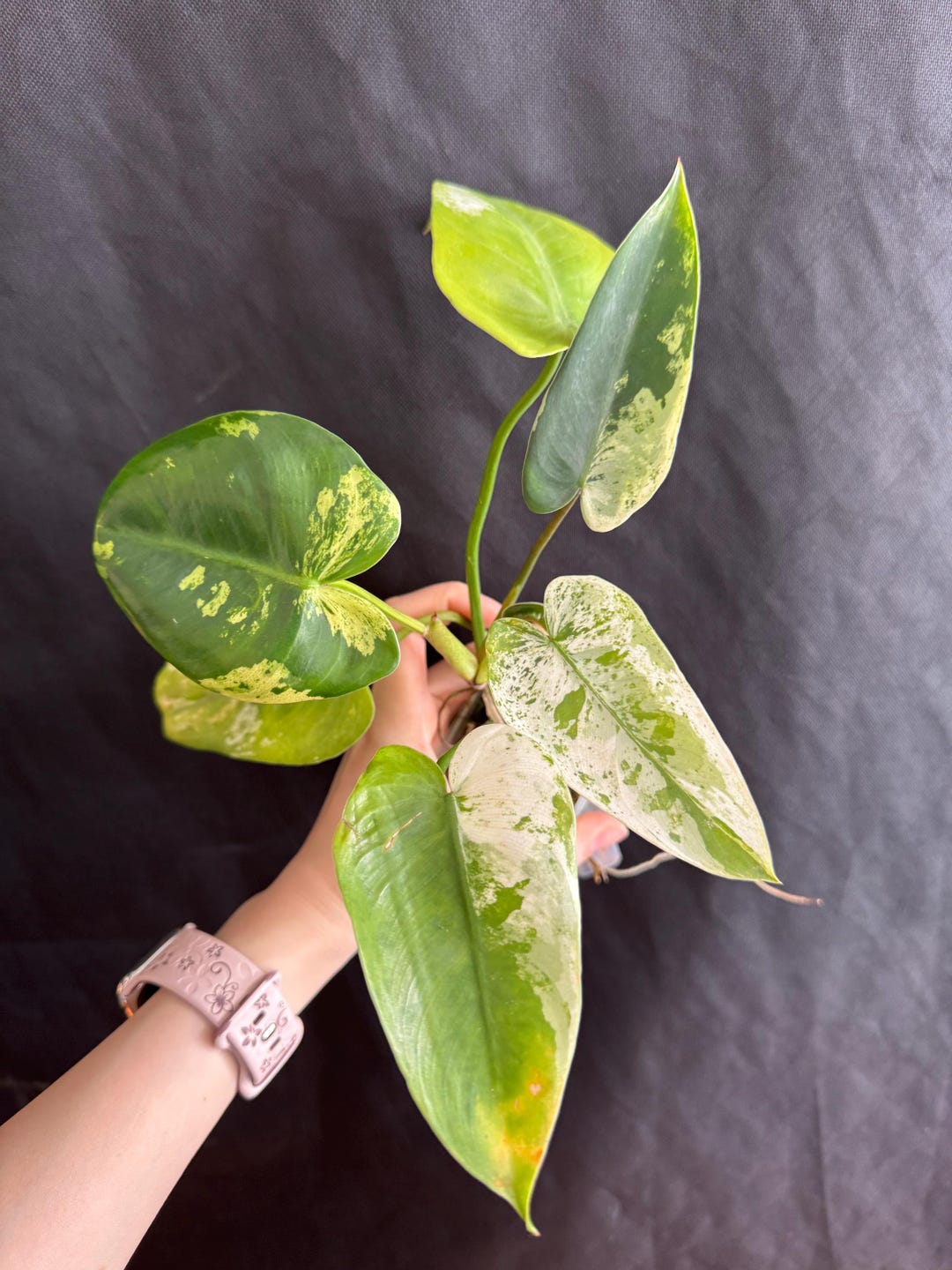 Philodendron Ilsemanii Rooted Active Growing. Super Rare Plant From ...