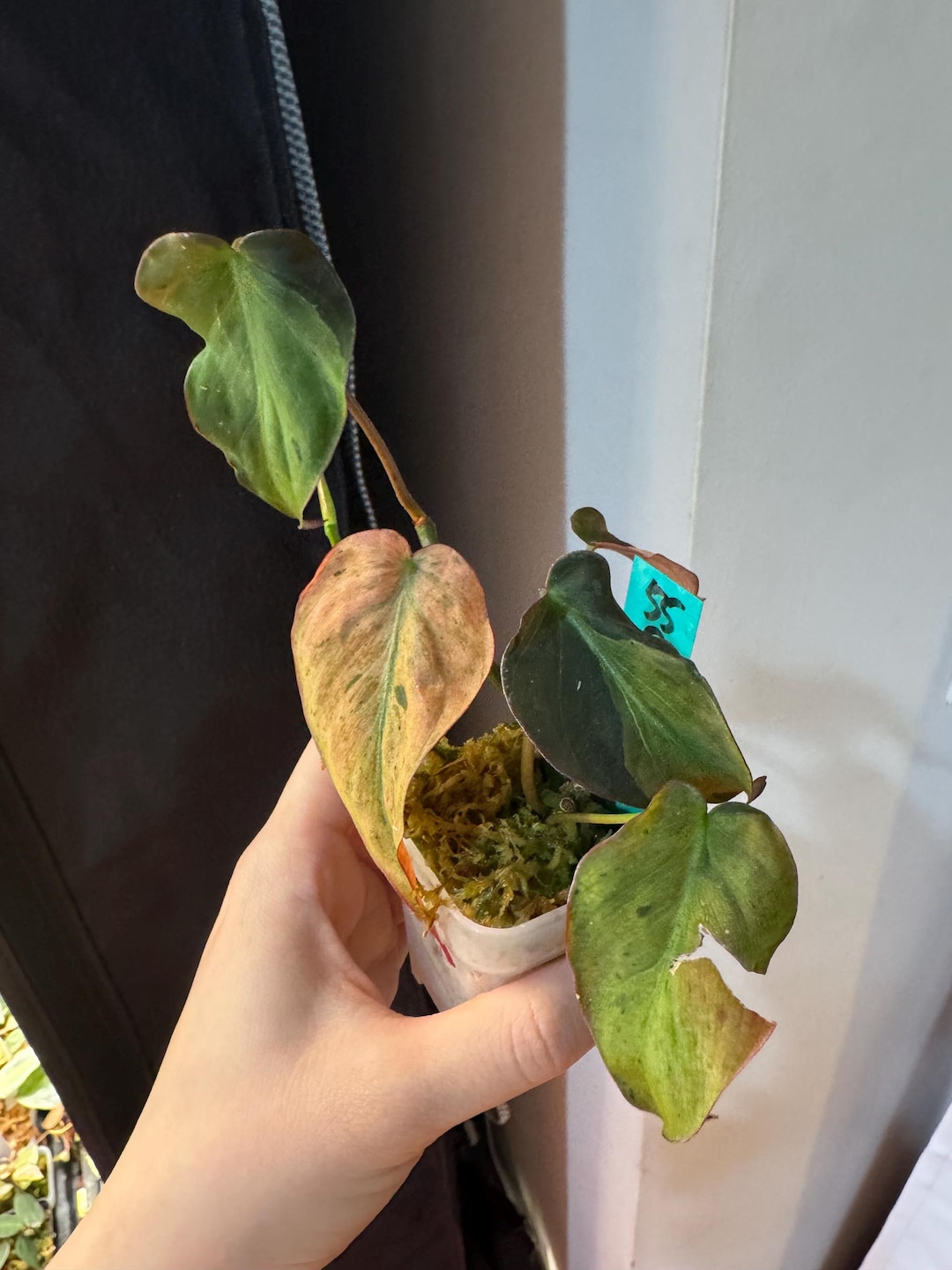 Philodendron Micans Mint Variegated Rooted Active Growing Plant！us ...
