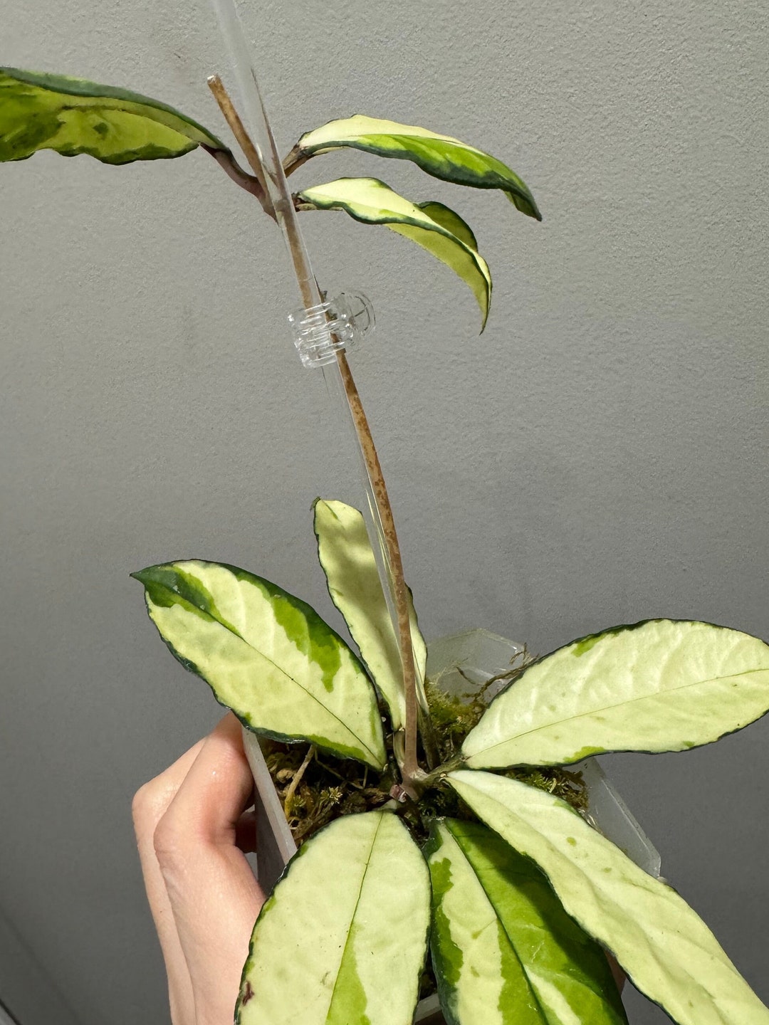 Clear Plant Support | Clear Plant Trellis | Trellis Cleat | Clear Plant ...