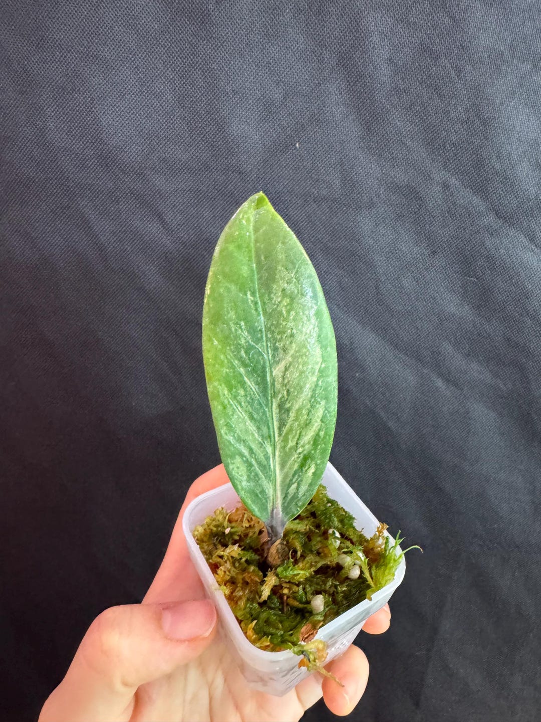 Variegated Zz Plant Rooted Cutting. Variegated Zamioculas Zamiifolia ...