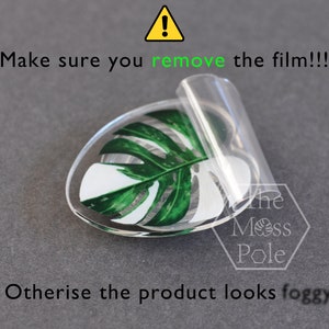 Anthurium Clarinervium Magnet | Plant Lover Gift | Plant Kitchen Decor ...